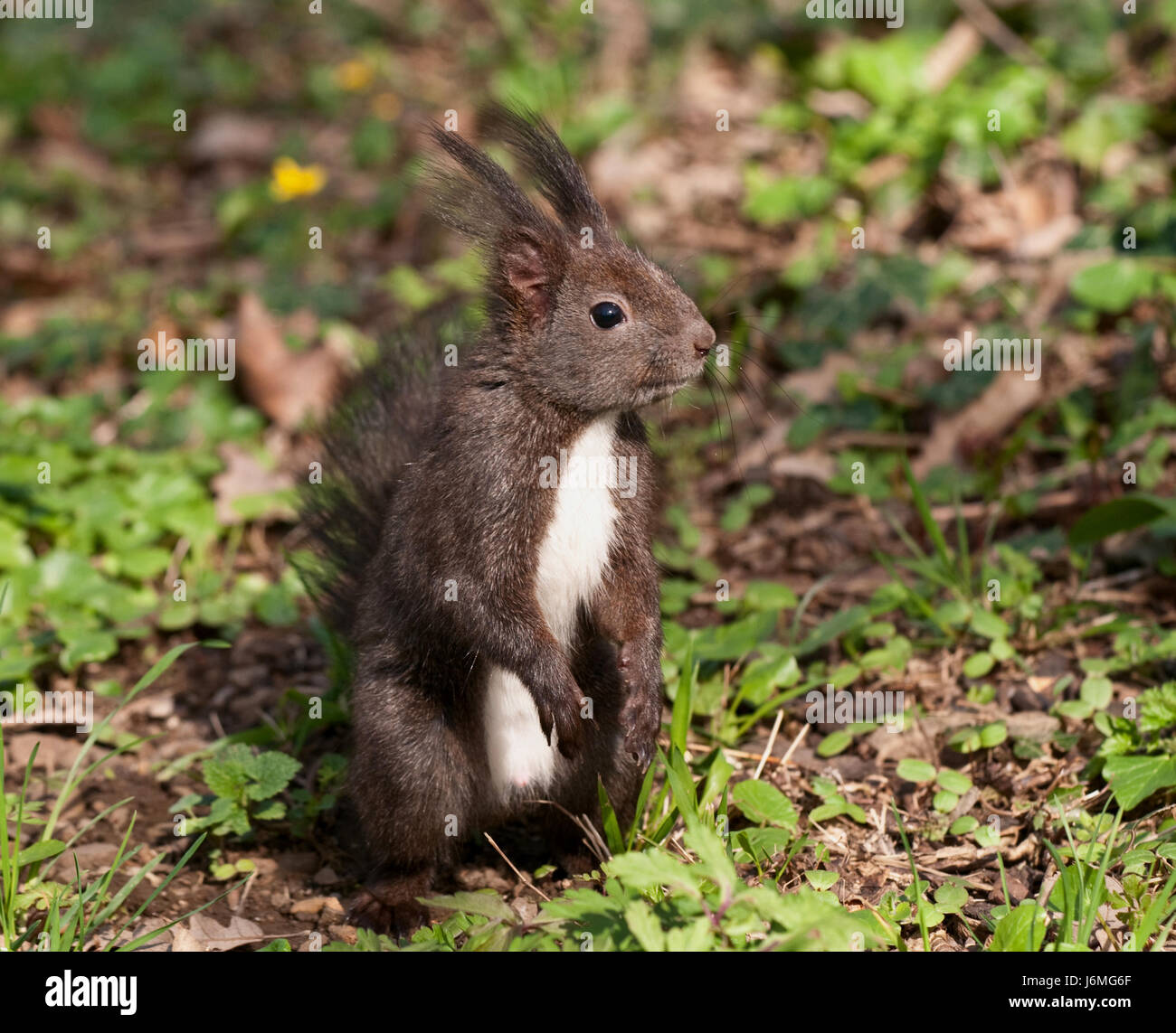 animal portrait skin squirrel listen animal portrait rodent skin spring ...
