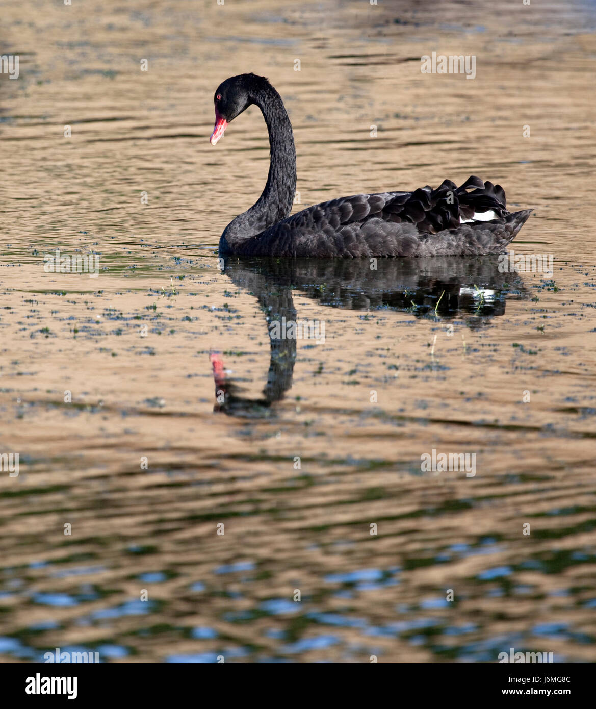 model design project concept plan draft animal bird black swarthy ...