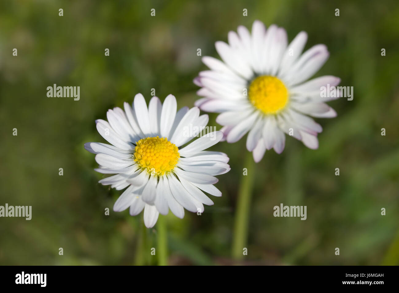 Margeritten hi-res stock photography and images - Alamy