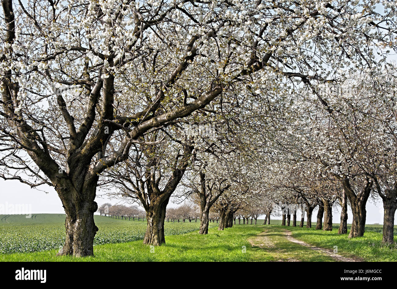 tree bloom blossom flourish flourishing spring cherry blossom cherry ...