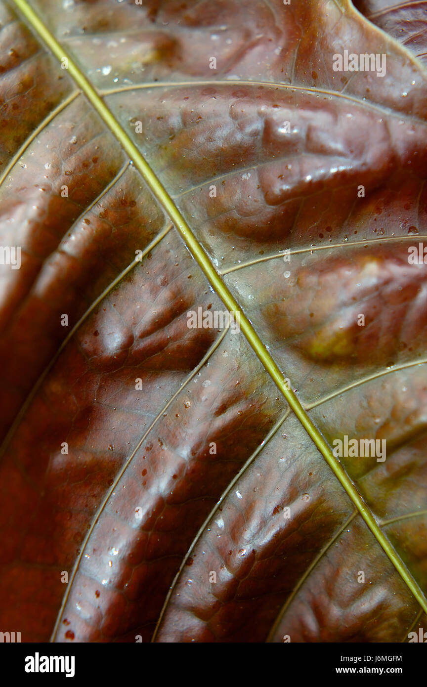 leaf leaves details backdrop background foliage plant nature leaf macro ...