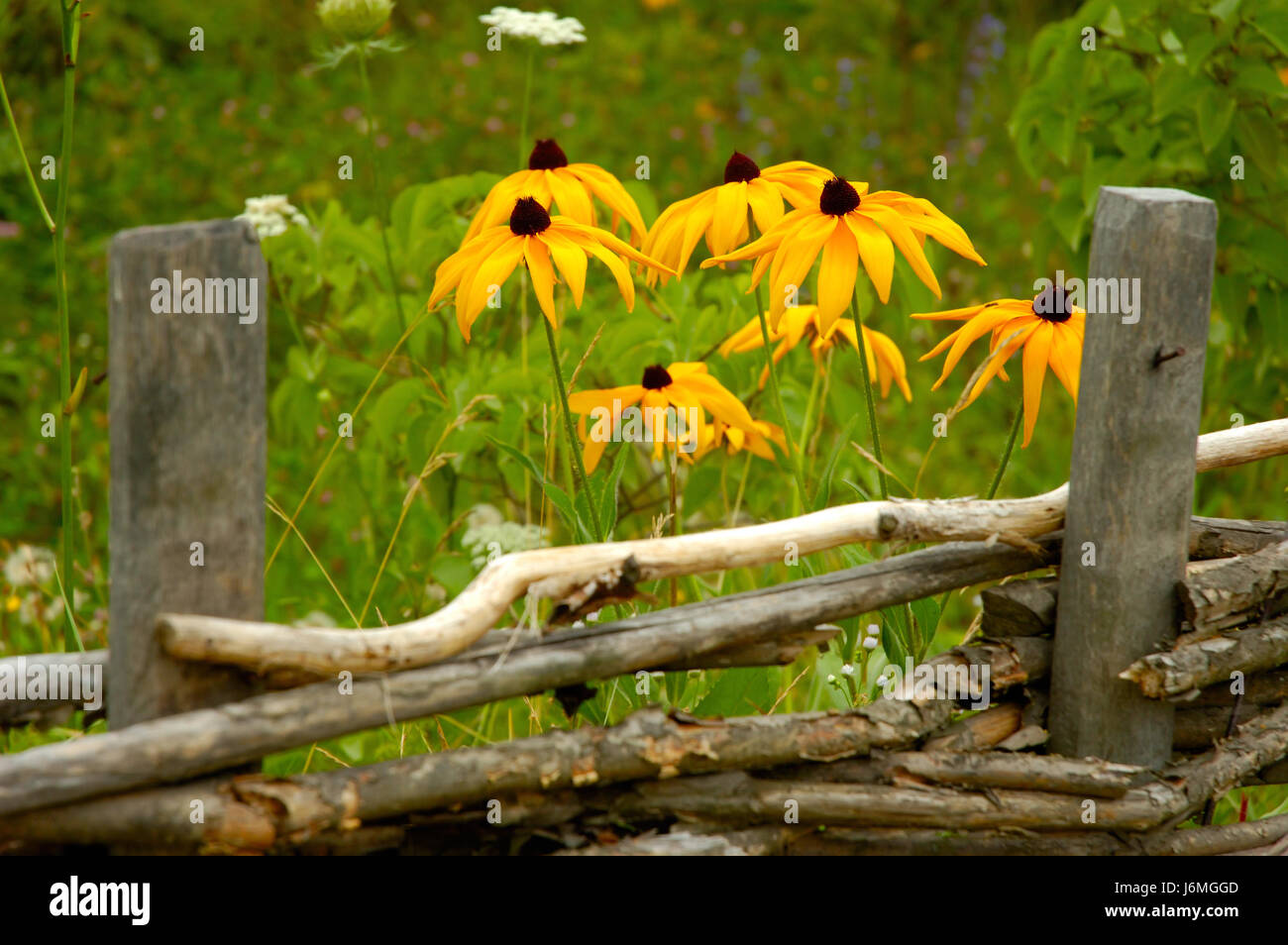 flower flowers plant fence country rural community village market town ...
