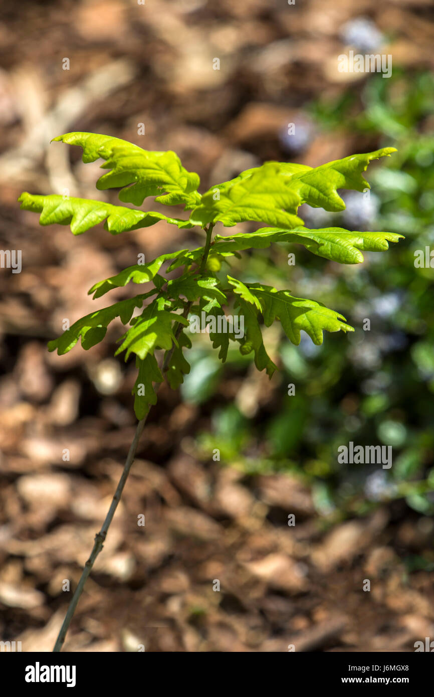 Young seedling Quercus robur, commonly known as pedunculate oak ...