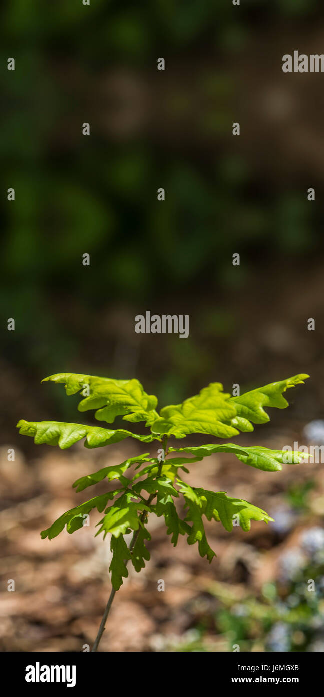 Young oak sapling seedling Quercus robur, commonly known as pedunculate ...
