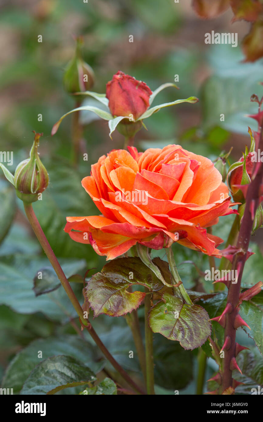Floribunda rose hi-res stock photography and images - Alamy