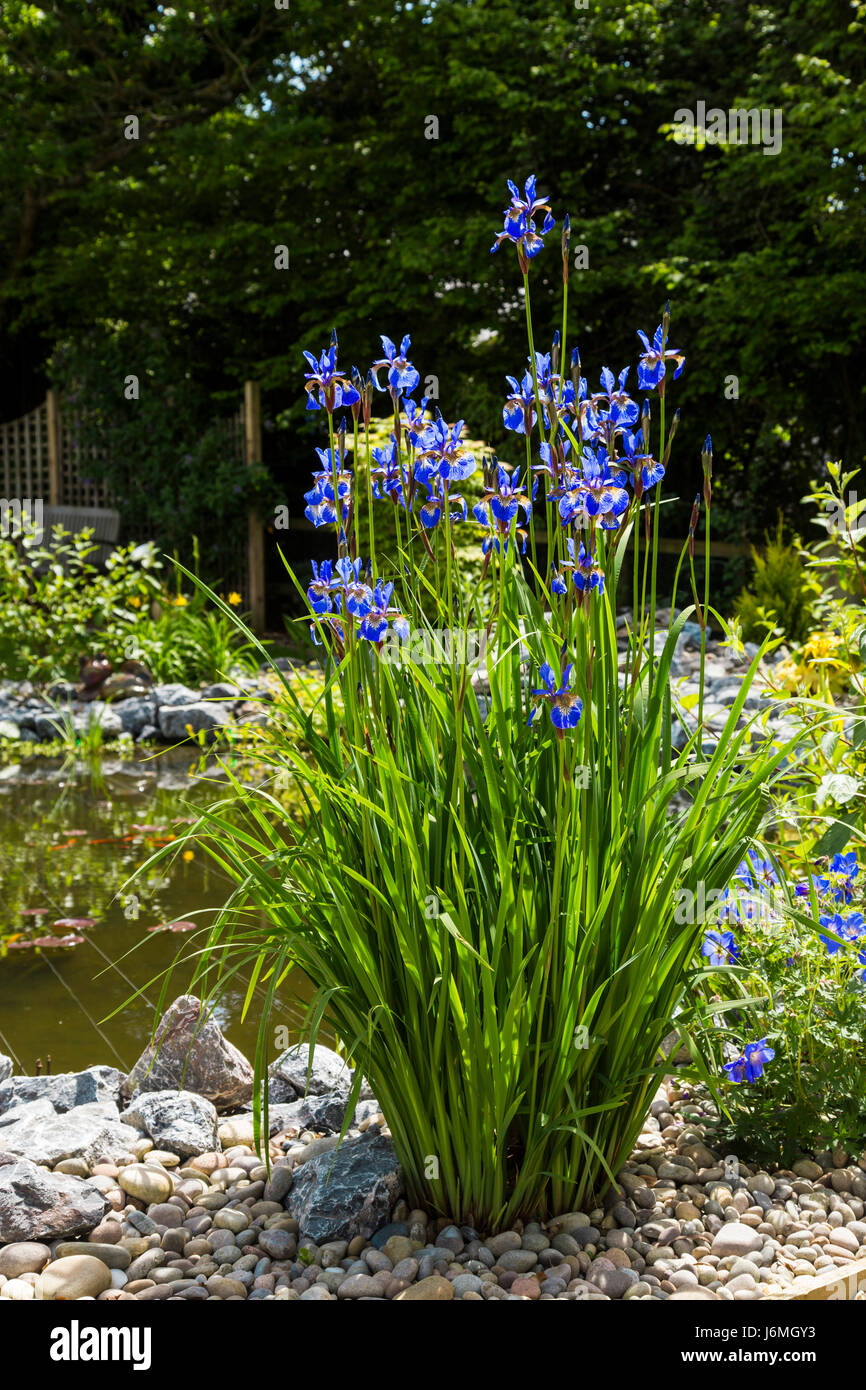Iris sibirica pond hi-res stock photography and images - Alamy