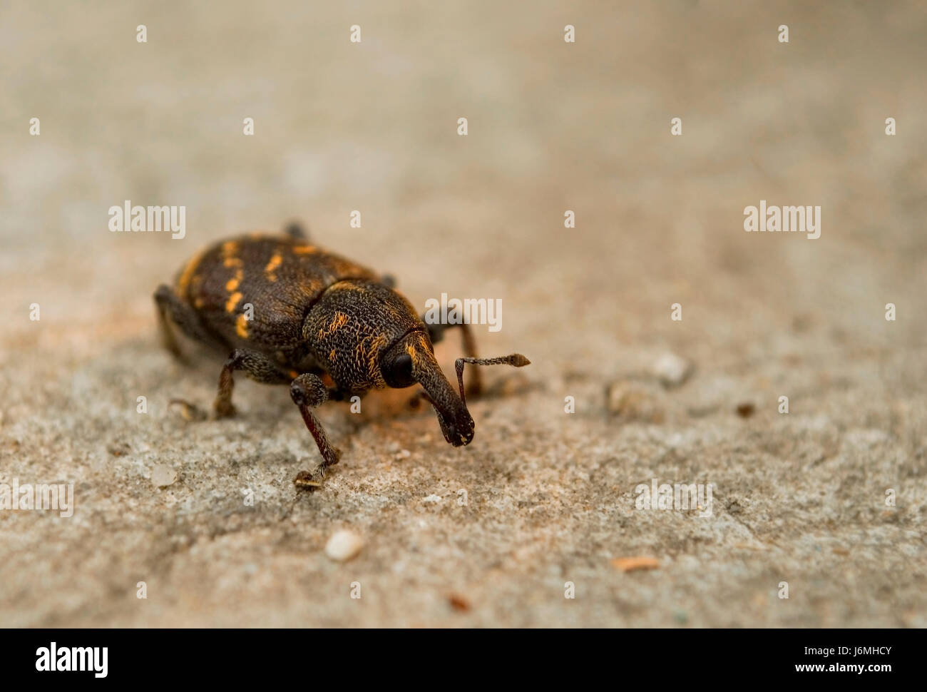 insects animals beetle animal world varmint weevil nature insects ...