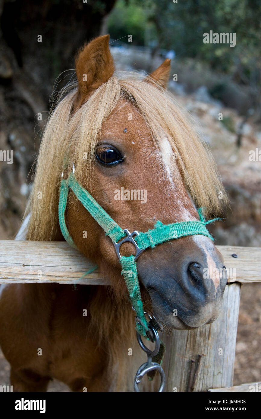 horse animal small tiny little short pony farm nature mammal fur day ...