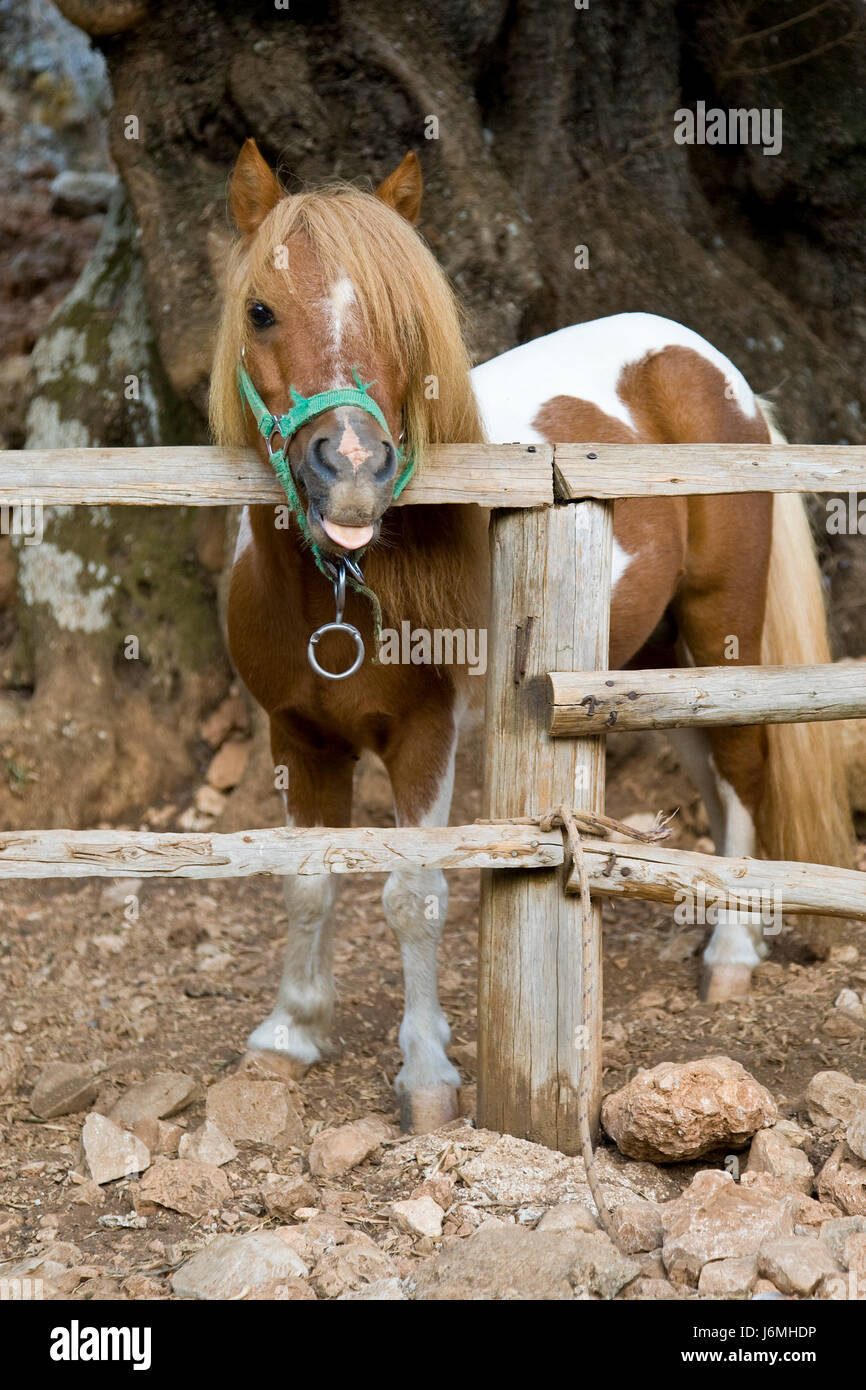 horse animal small tiny little short pony farm nature mammal fur day ...