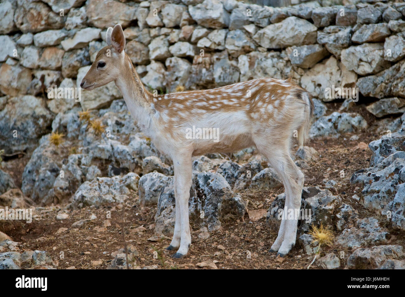 animal mammal fur wildlife camouflage deer stealth nature beautiful ...