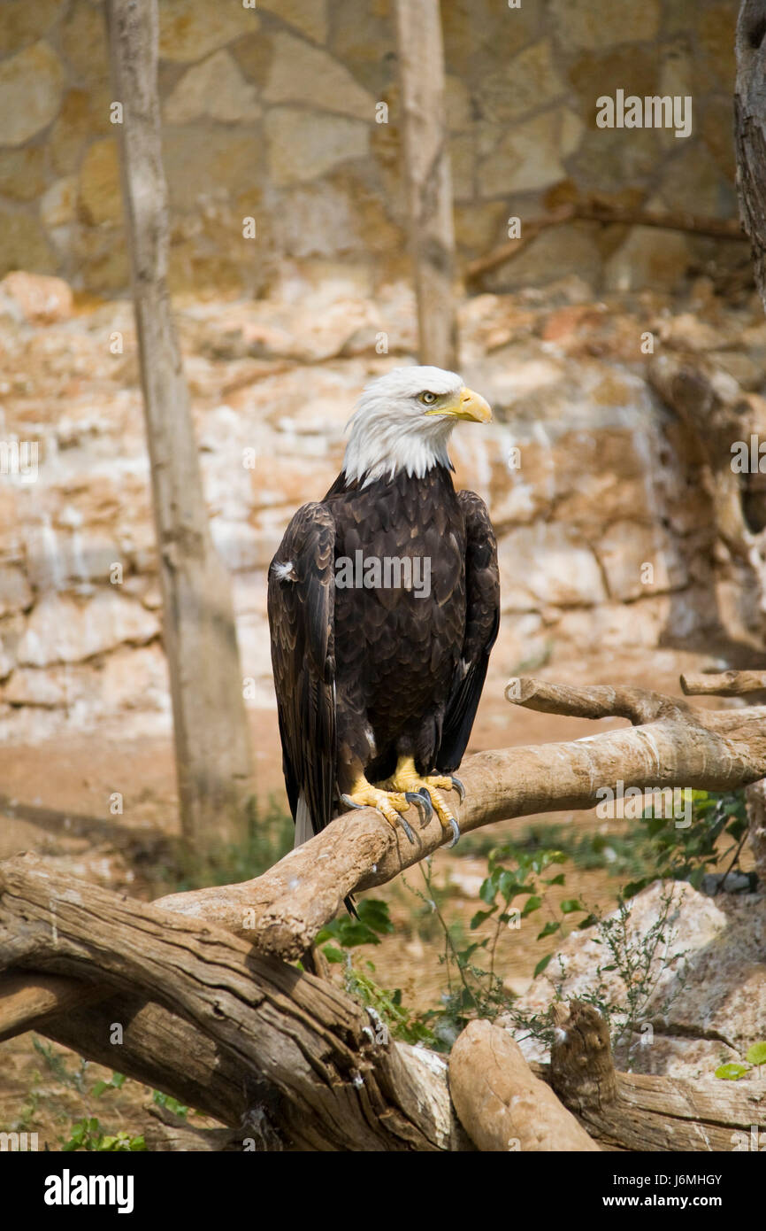 bird wildlife predator eagle feather bald nature zoo raptor birds of ...
