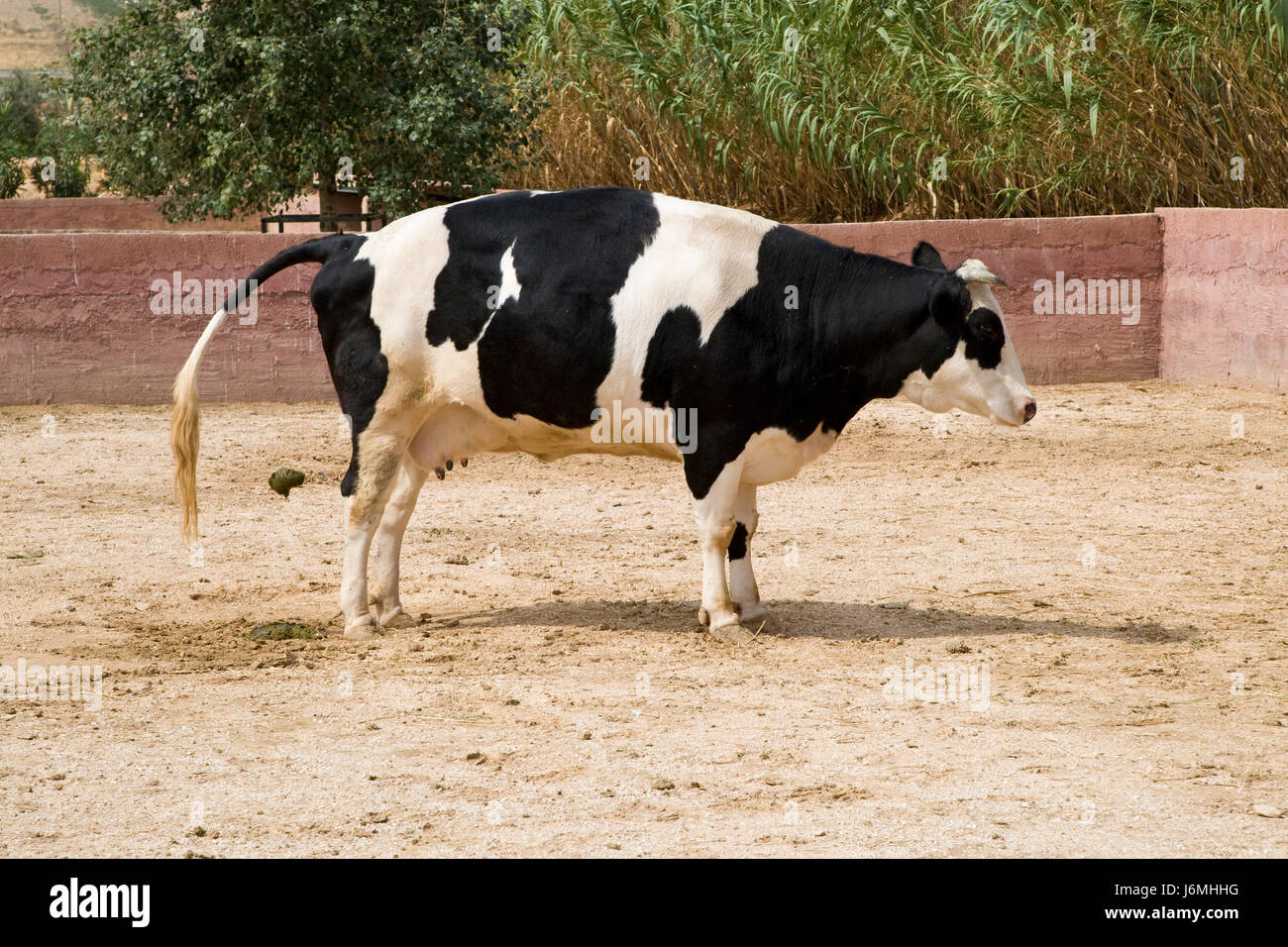 animal agriculture farming black swarthy jetblack deep black cow farm ...