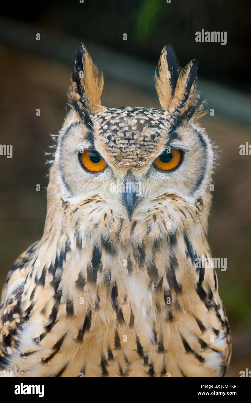 bird wildlife camouflage owl pattern feather stealth nature beautiful ...