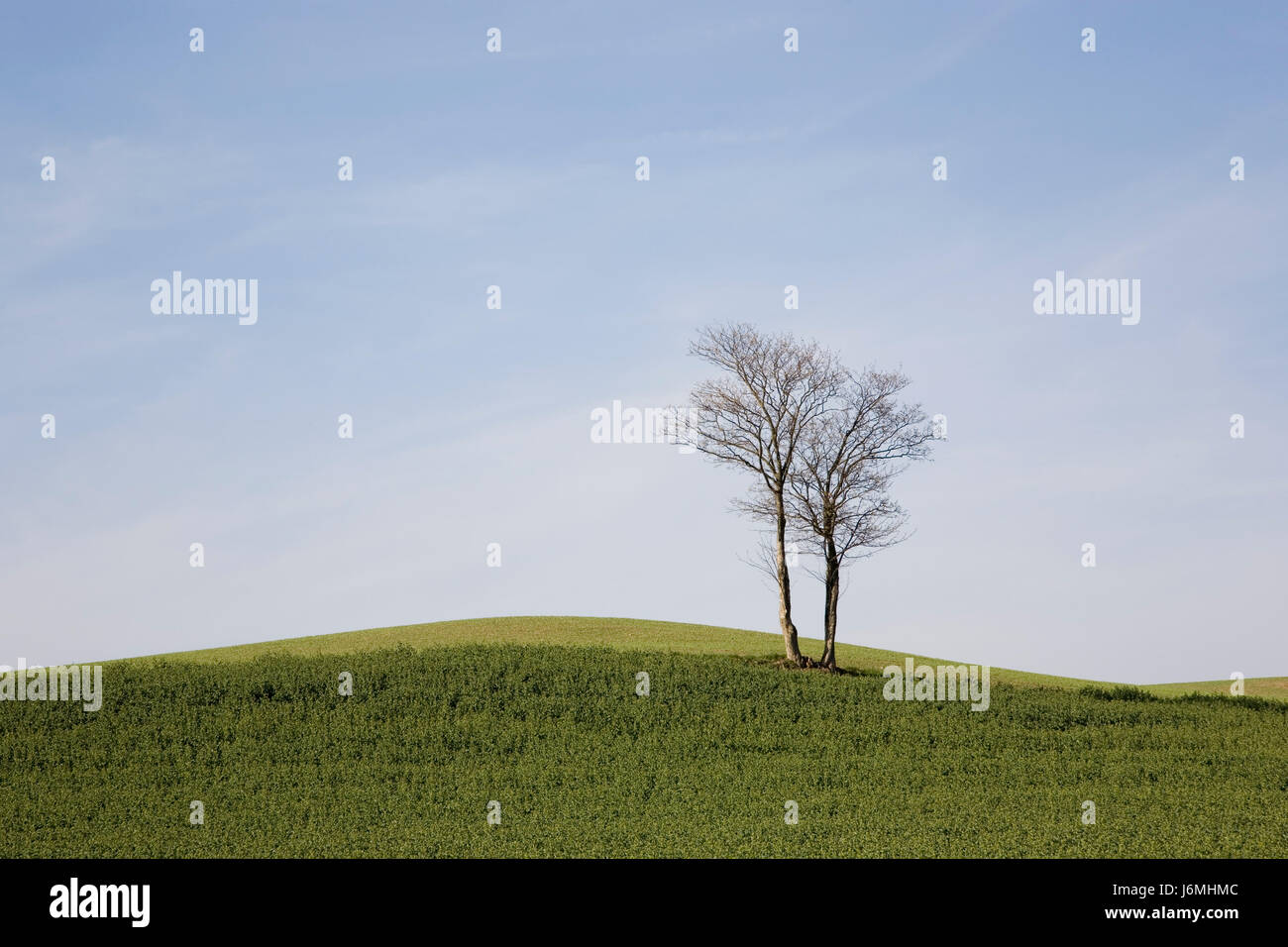 tree trees agriculture farming field branches spring seasons meadow ...