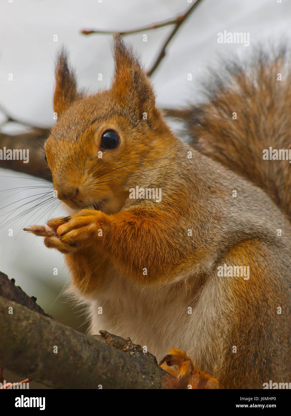 mammal wild rodent fur squirrel maddening pert coquettish cute red ...