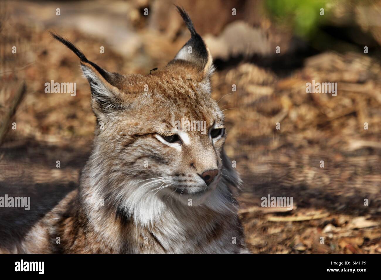 mammal wild portrait big cat feline predator predator wildcat cat lynx ...