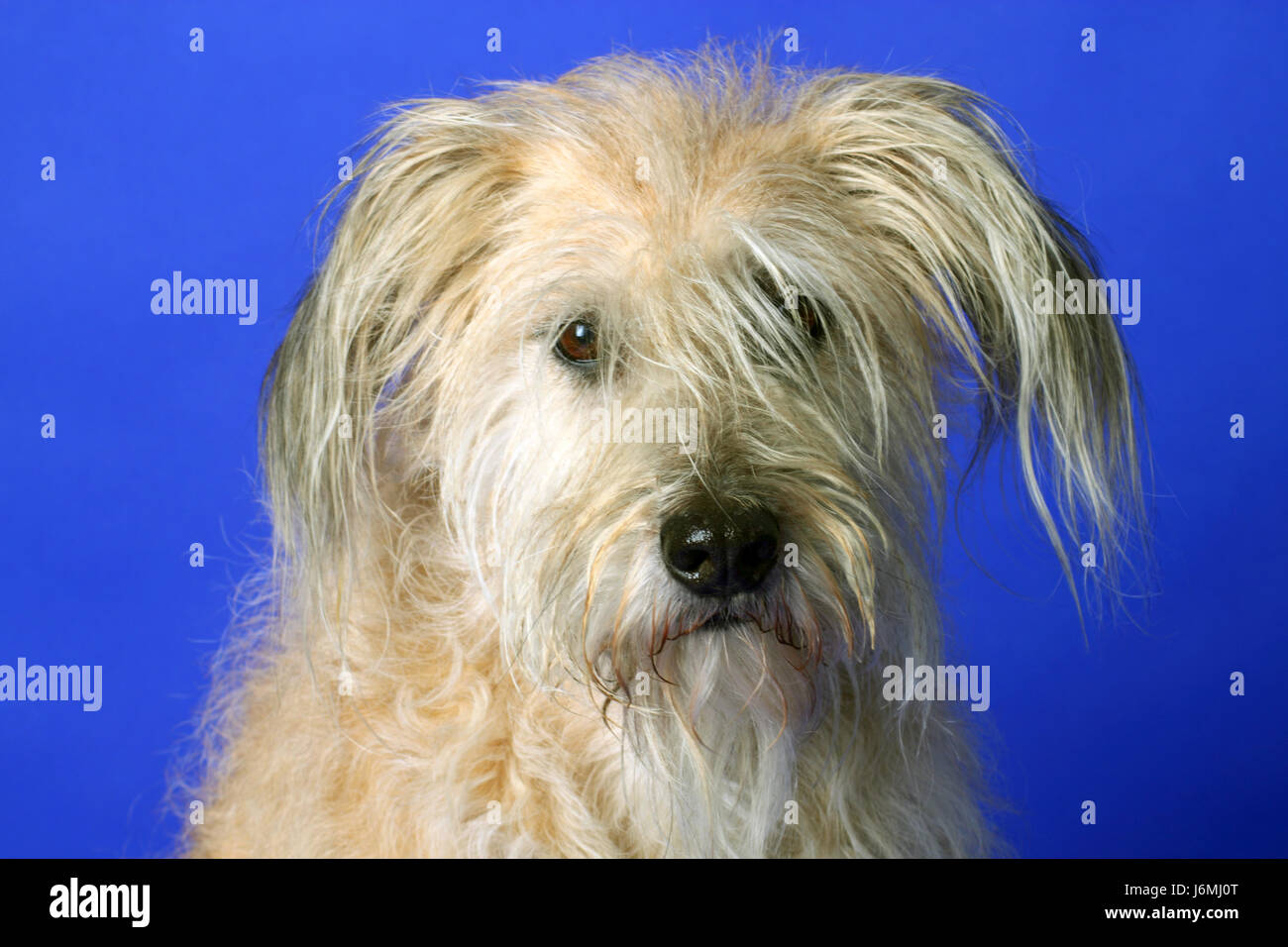 quadruped dog faithful quadruped skin dog faithful german sheperd ...