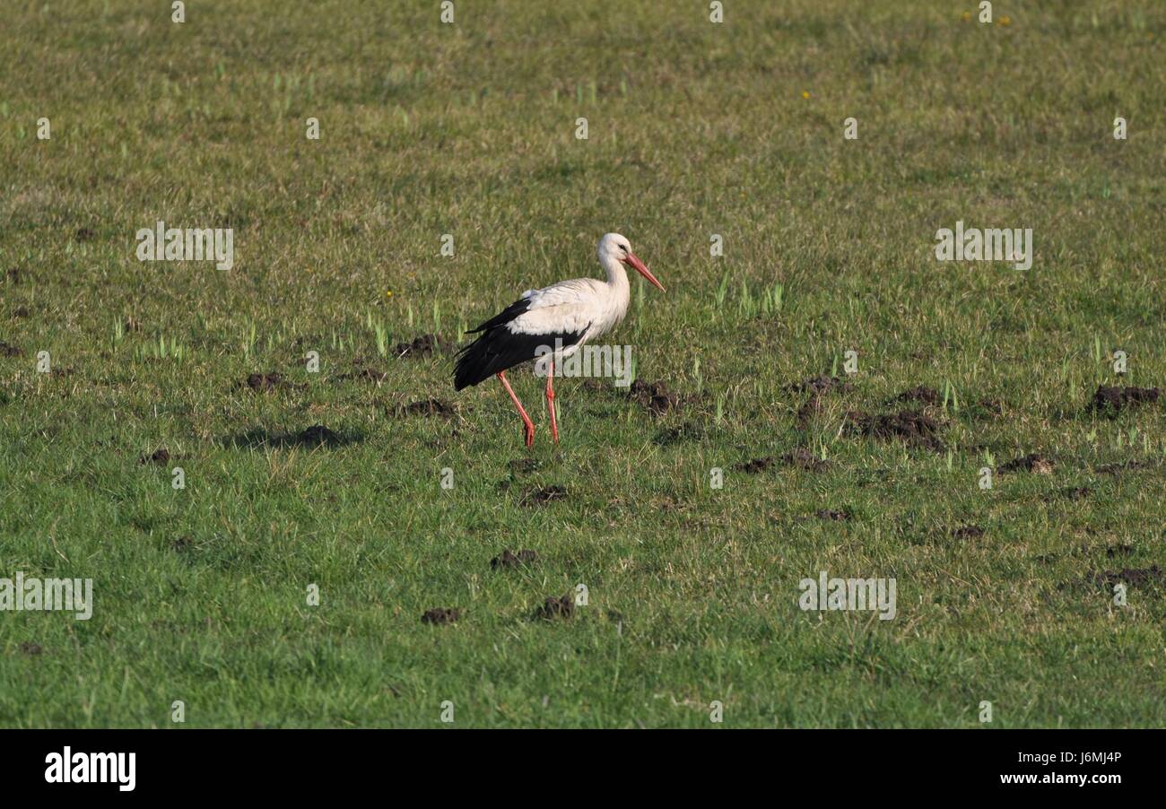 white stork in northern germany Stock Photo - Alamy