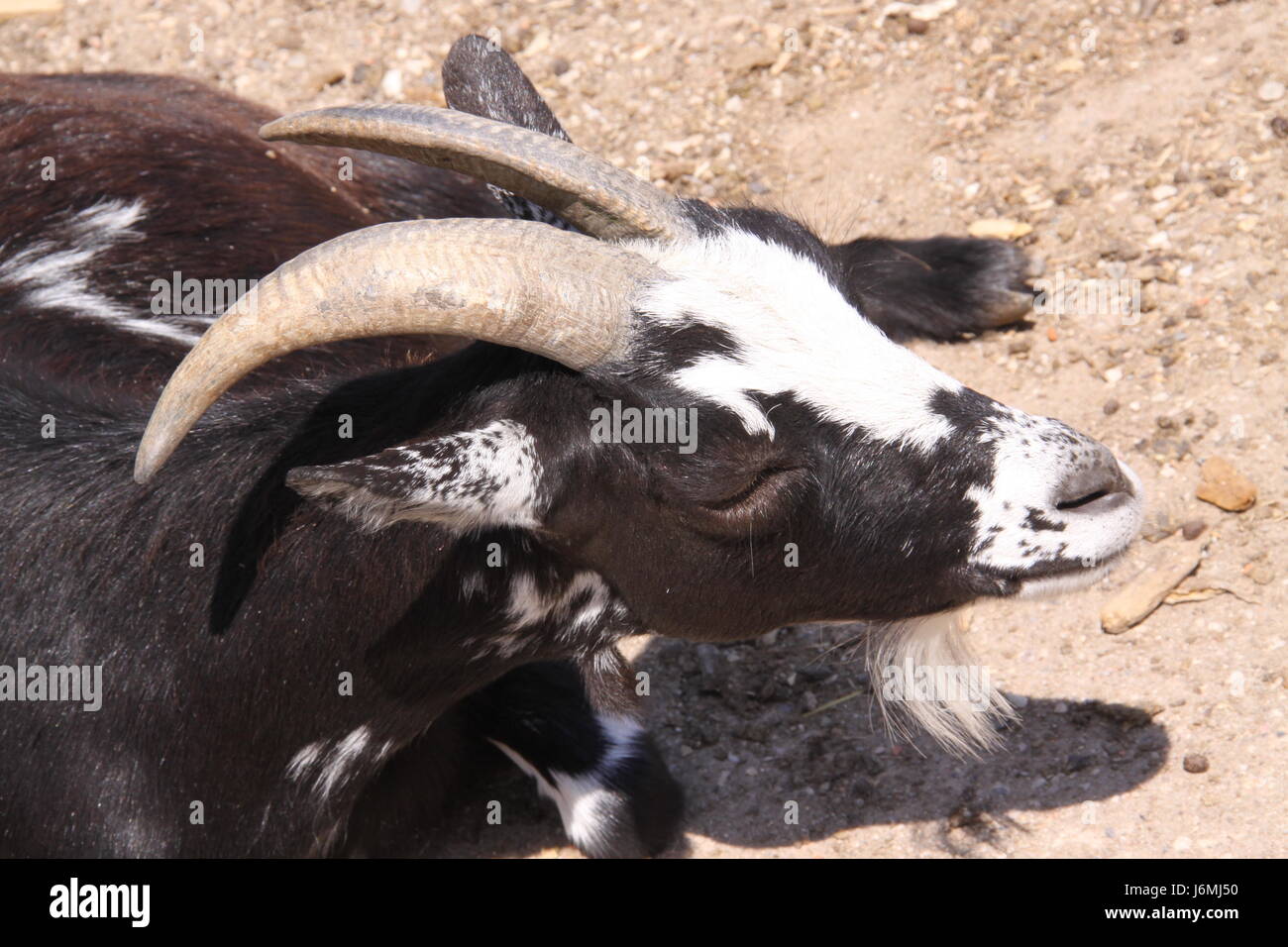 mammal goat buck horn cornets farm animal hoofed animal he-goat macro ...