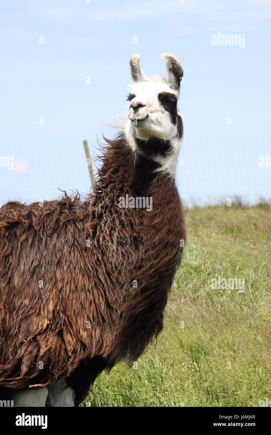 Camel's nose hi-res stock photography and images - Alamy