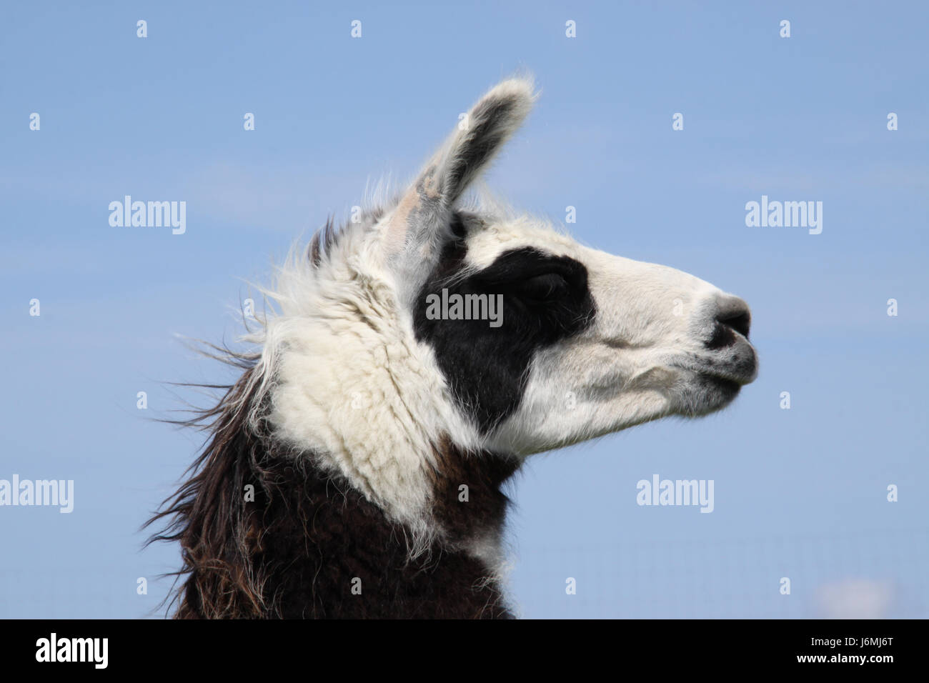 Mouth Nose Lama High Resolution Stock Photography and Images - Alamy
