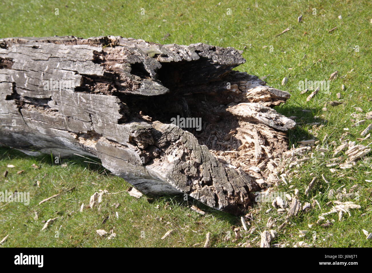 morscher tree trunk Stock Photo - Alamy