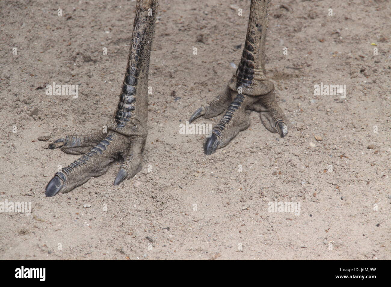 Ostrich leg hi-res stock photography and images - Alamy