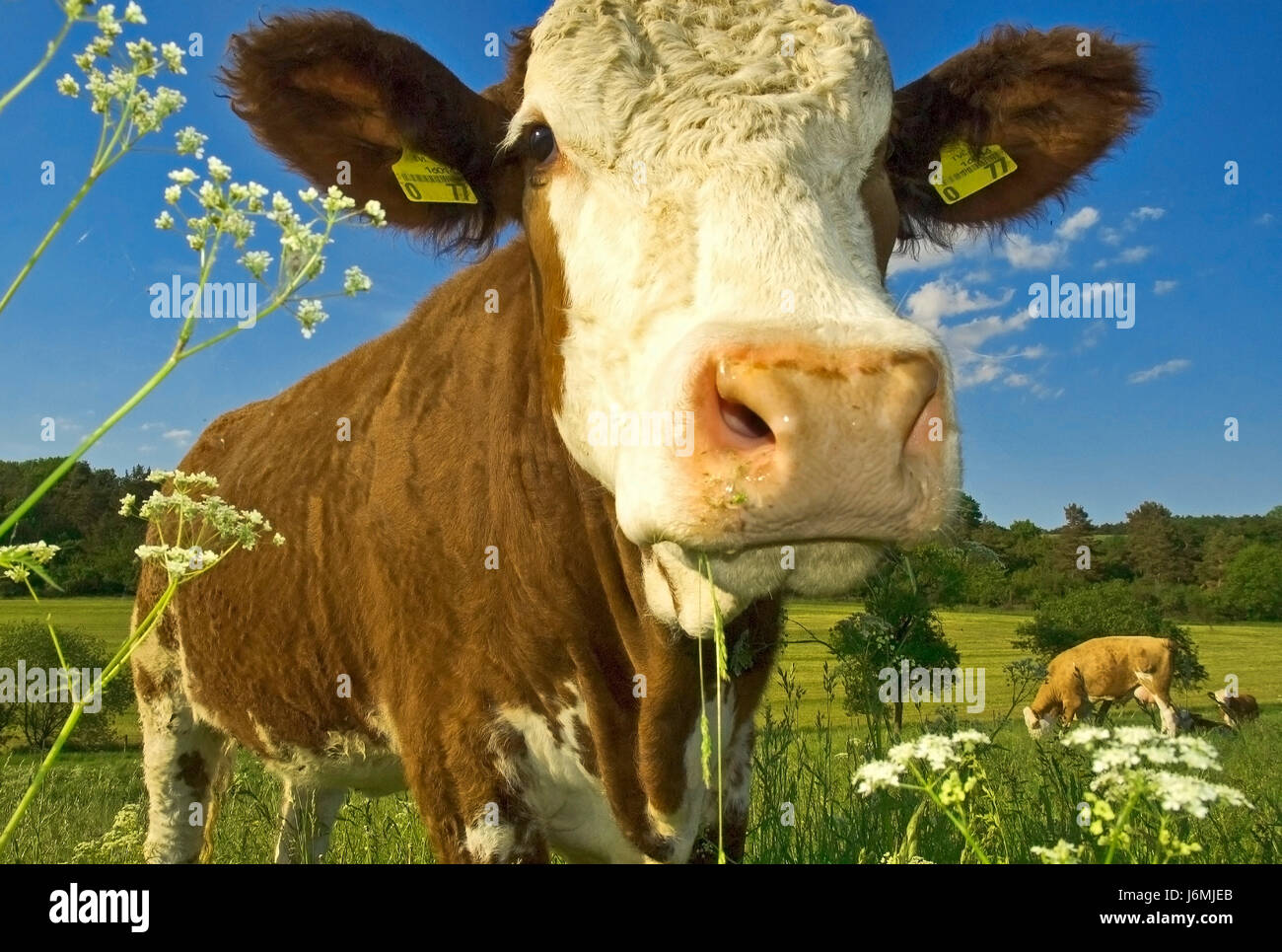 curiosity cow scenery countryside nature willow ear curiosity ...