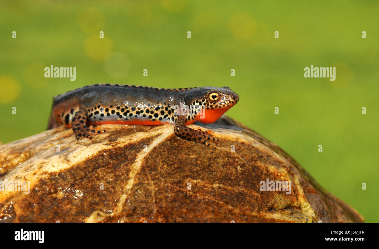 the alpine newt Stock Photo - Alamy