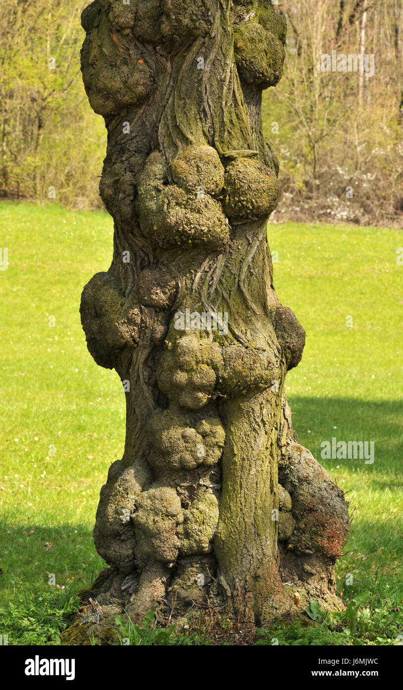 Knotty oak hi-res stock photography and images - Alamy