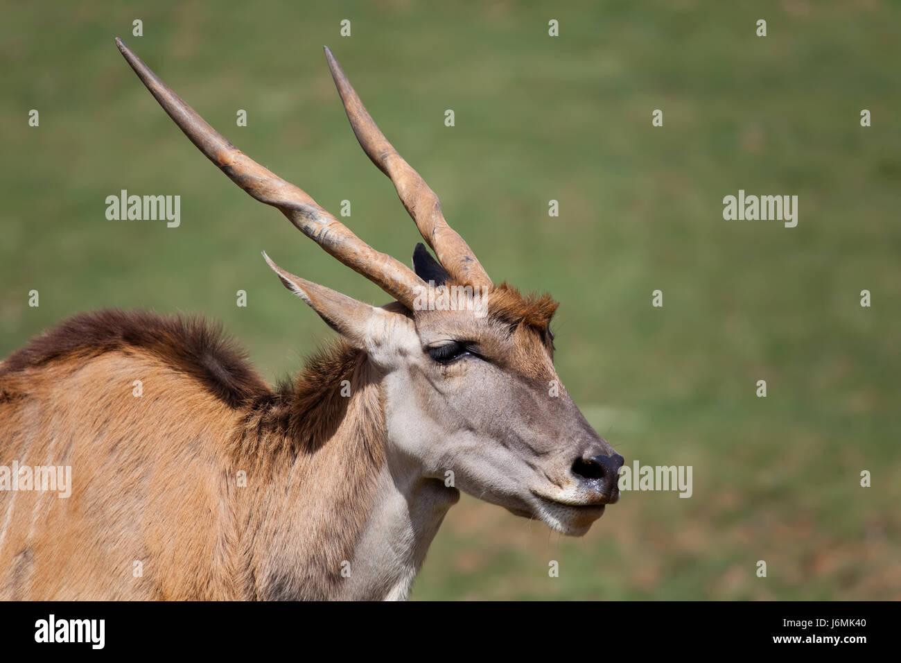 animal fauna wild eyes nature colour green shine shines bright lucent ...