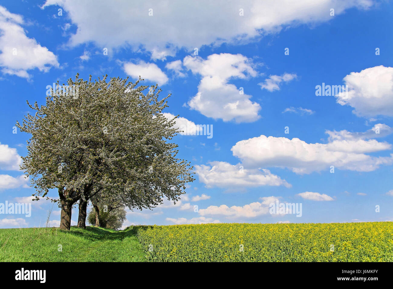 tree field spring fruit-tree meadow scenery countryside nature tree ...