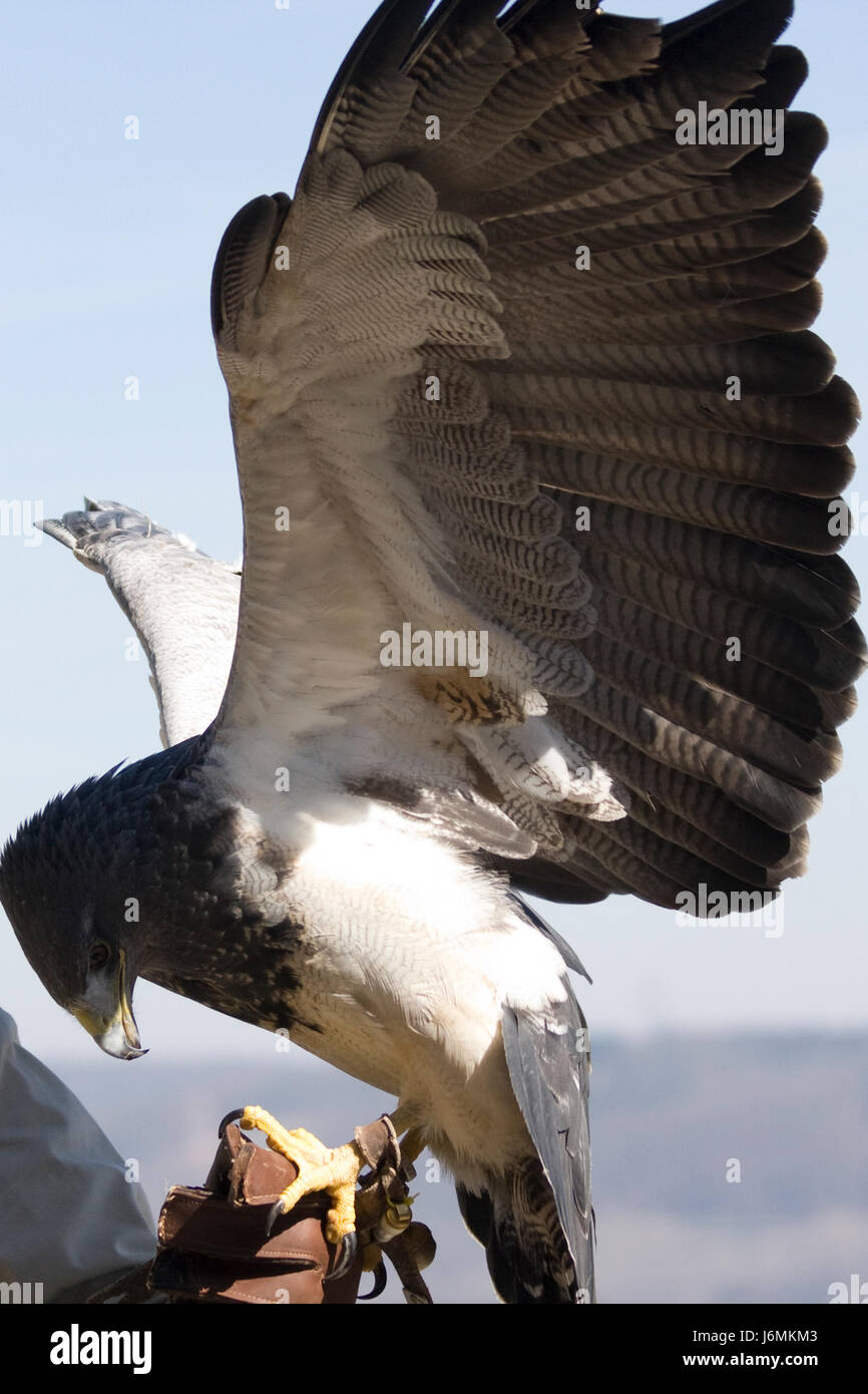 raptor birds of prey wing look glancing see view looking peeking ...