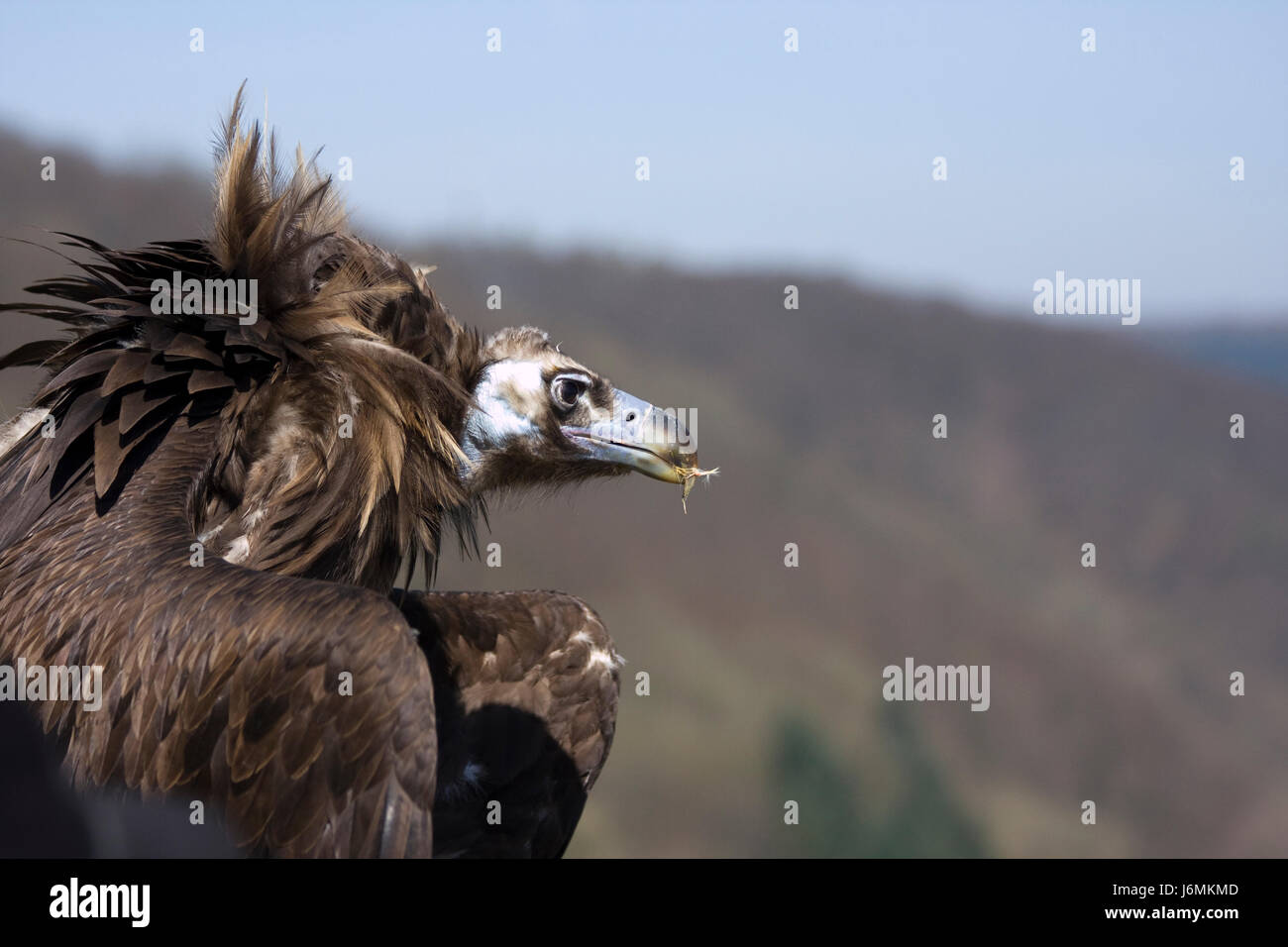 raptor birds of prey wing look glancing see view looking peeking ...