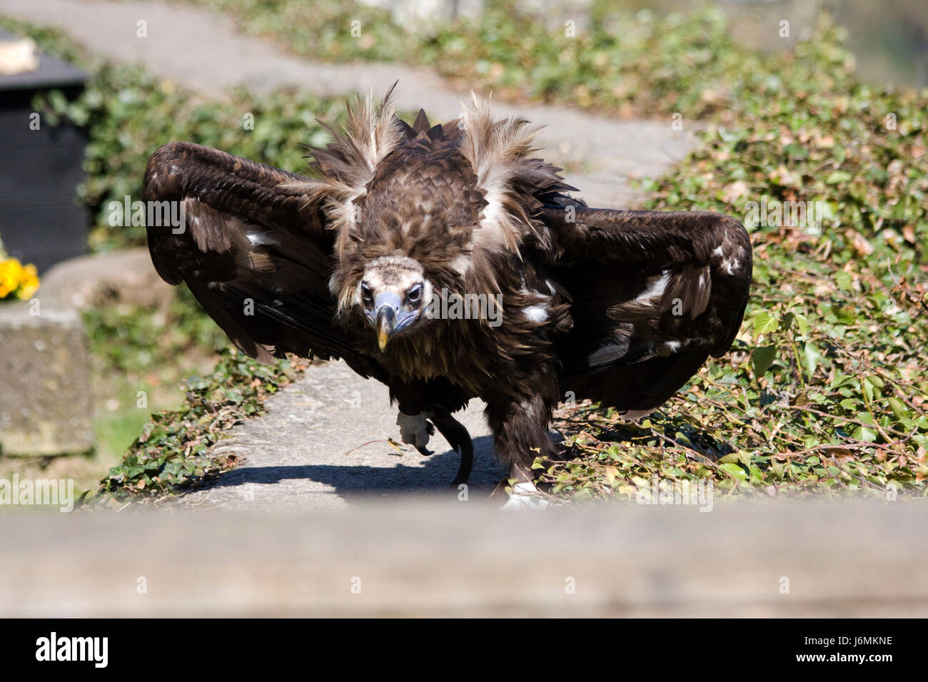 raptor birds of prey vulture feathering animal bird birds raptor birds ...