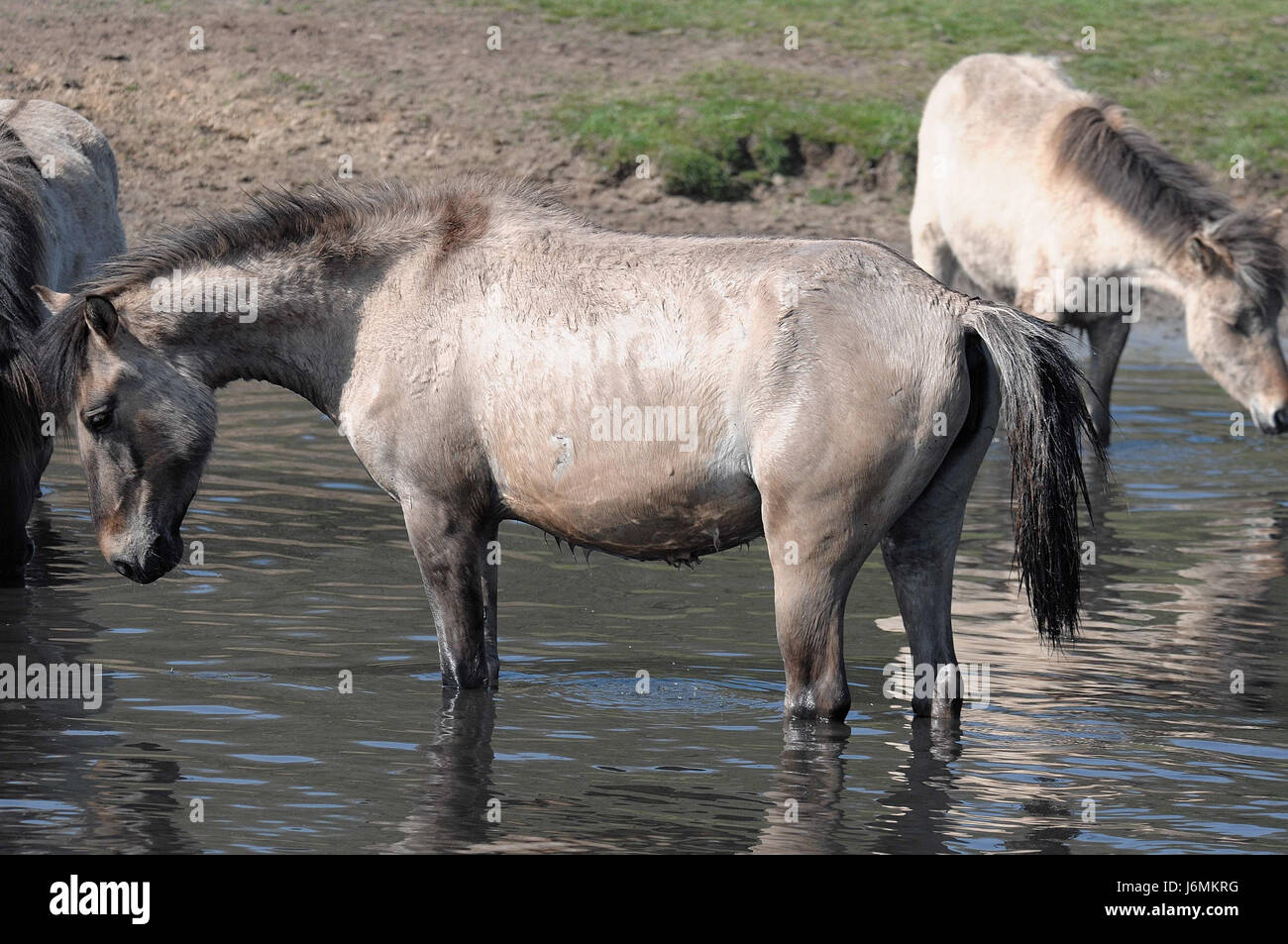 horse animal wild horse water nature horse horses wild horse water ...