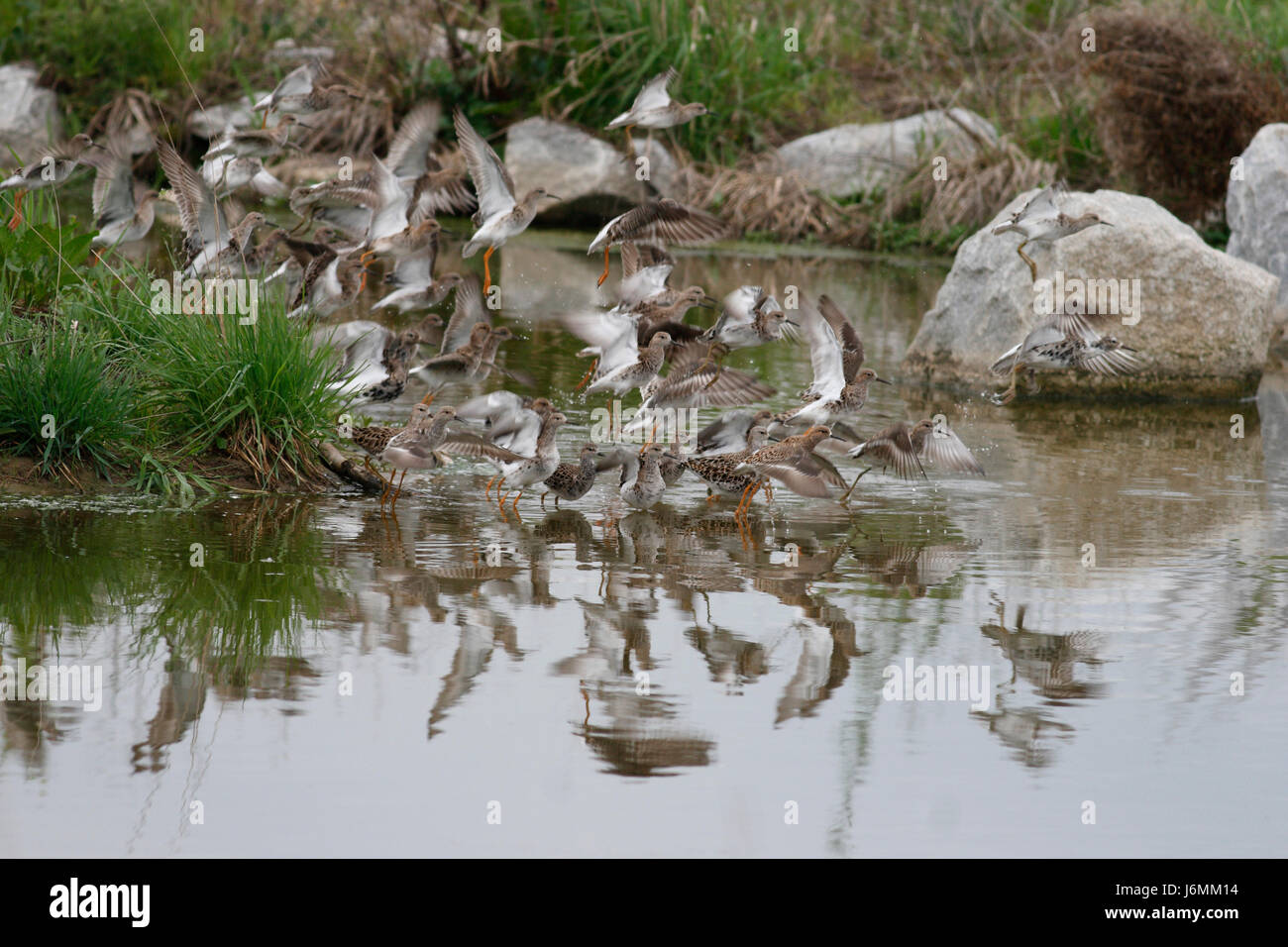 wader waders beginning flight formation rare fresh water pond water ...