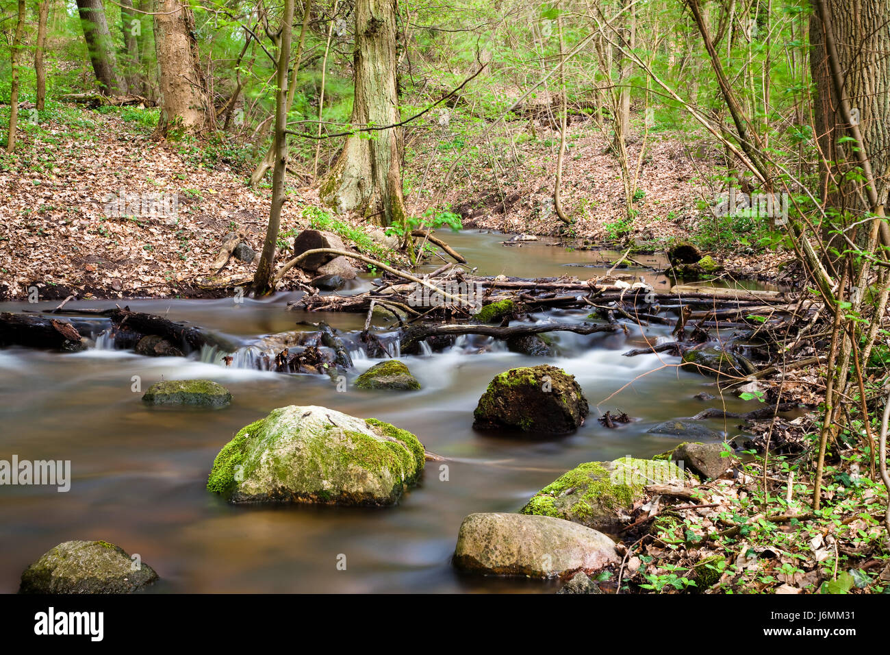forest stream in spring Stock Photo - Alamy