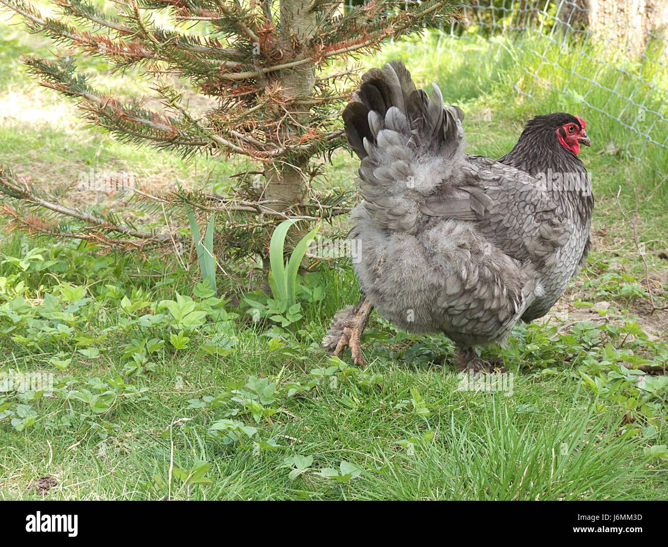poultry hen spawn race laying hen chickens hens beautiful beauteously ...