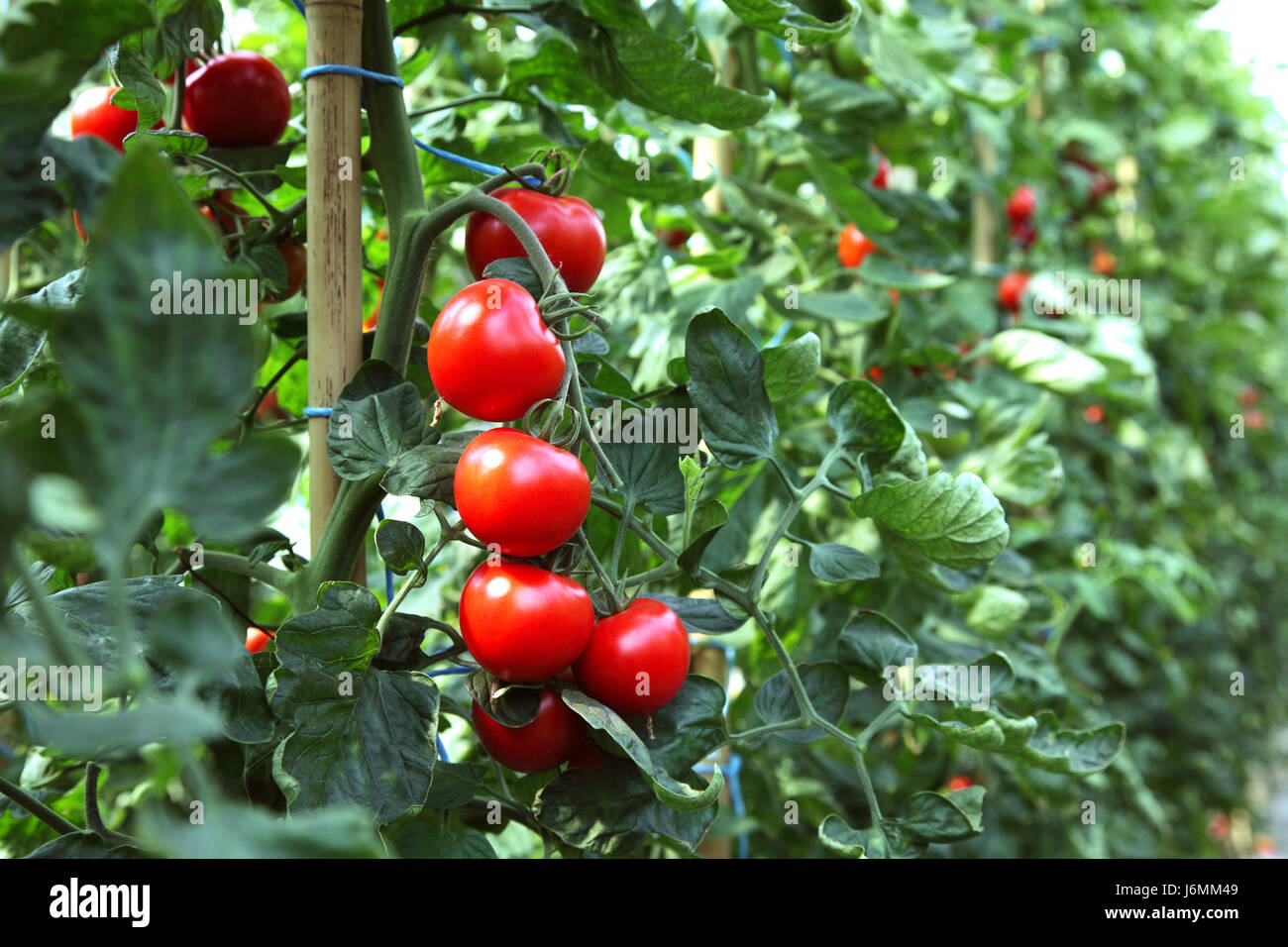 ripe red tomatoes Stock Photo - Alamy