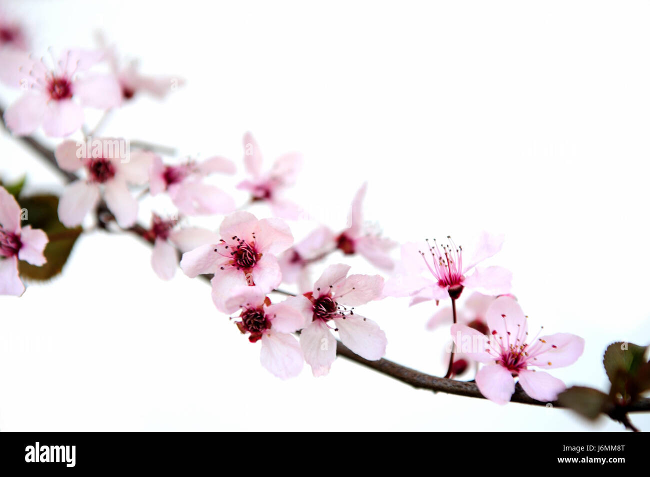 flower plant bloom blossom flourish flourishing branch bud plum ...