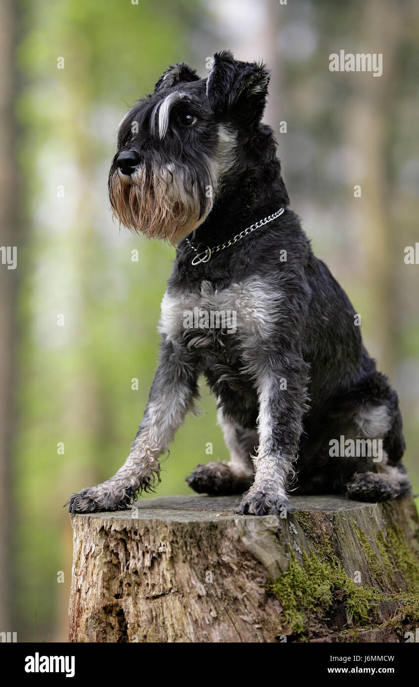 isolated portrait schnauzer put sitting sit curious nosey nosy ...