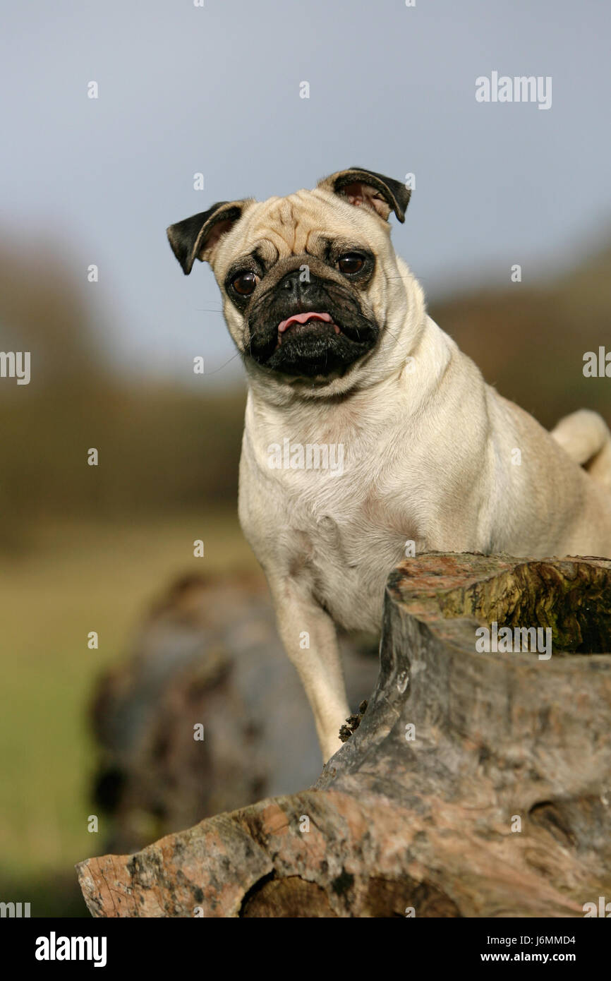 portrait dog sight view outlook perspective vista panorama lookout ...