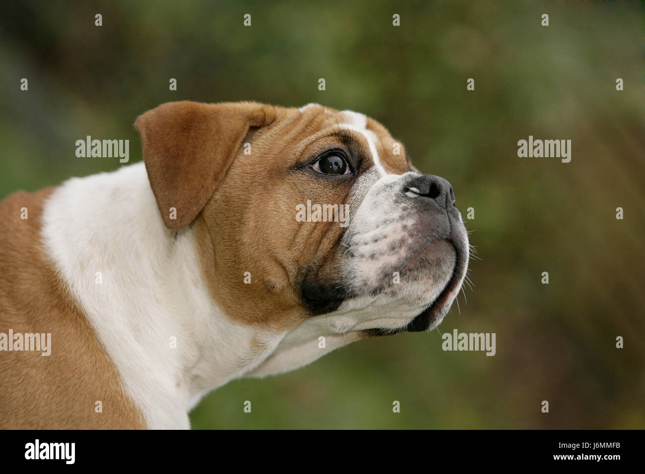 continental bulldog puppy Stock Photo - Alamy