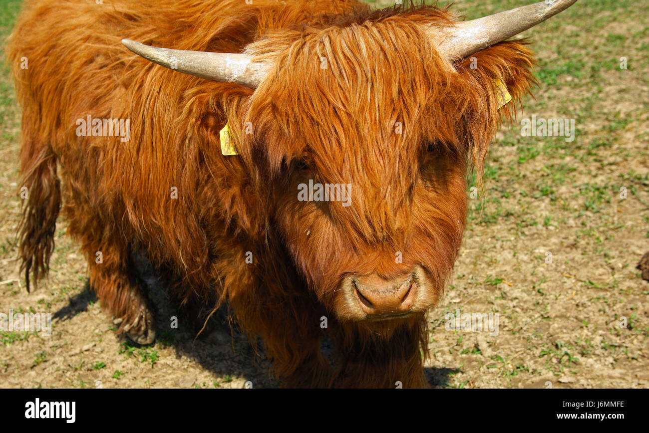 cornets cow bovine agricultural agriculturally female animal pet mammal ...