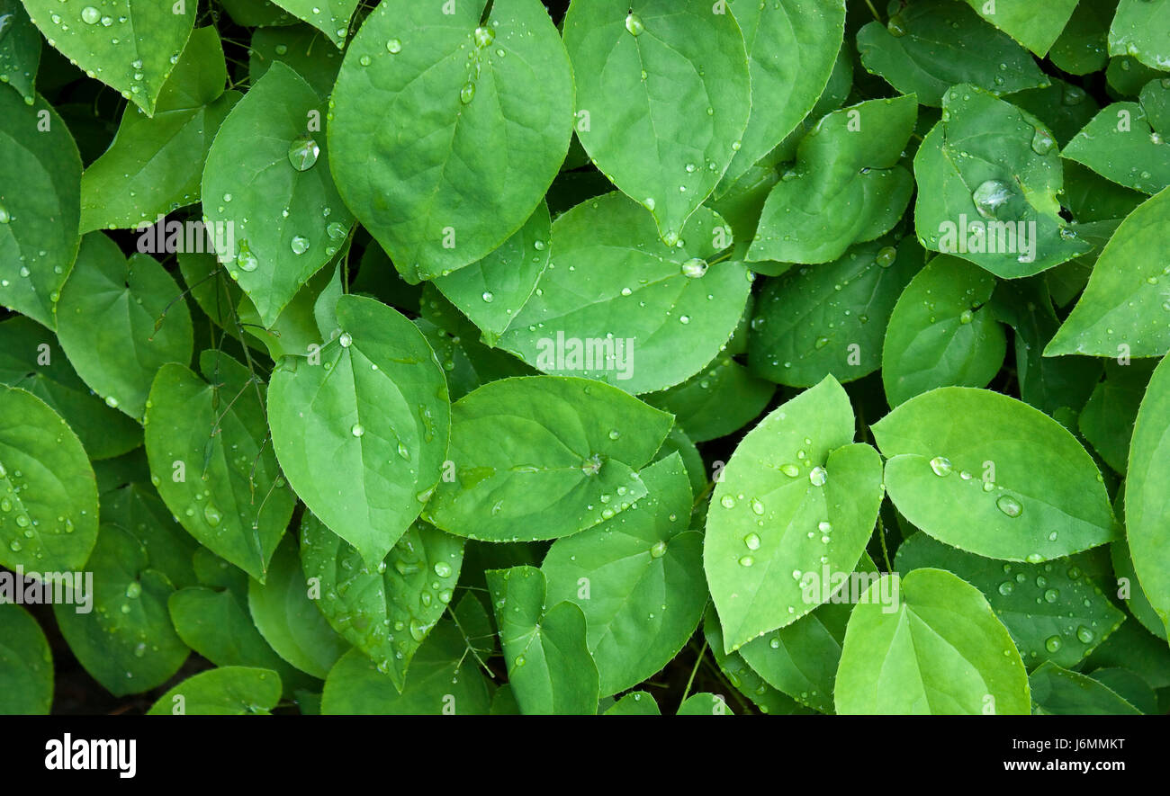 leaves spring rain foliage water drop drip drops seeping sopping drips ...
