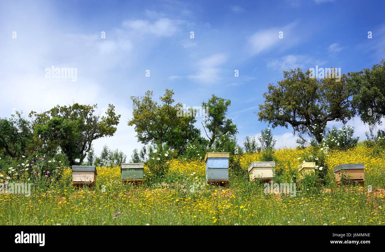 health garden insect agriculture farming apiary wooden scenery ...