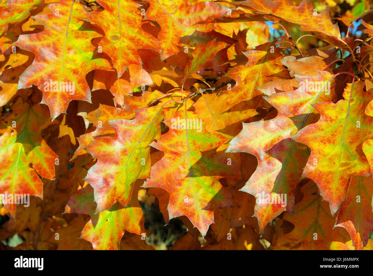 leaves coloured colourful gorgeous multifarious richly coloured oak ...