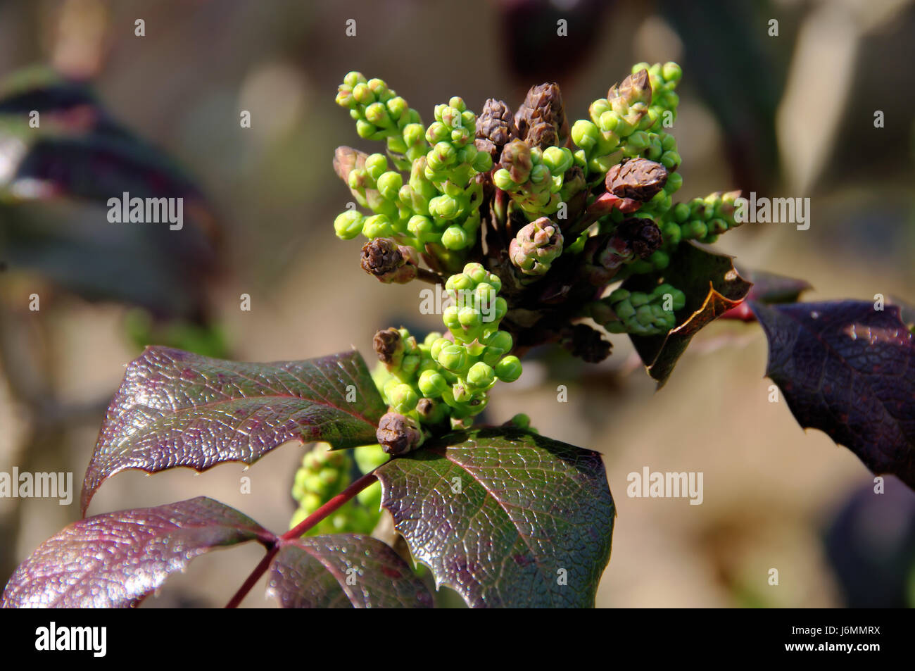 mahonia - mahonia 06 Stock Photo - Alamy