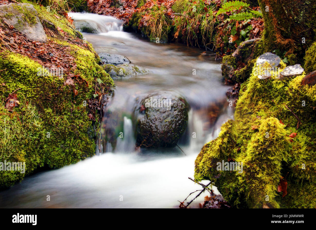 stream outdoor lawn green forest river water nature tree trees leaves ...